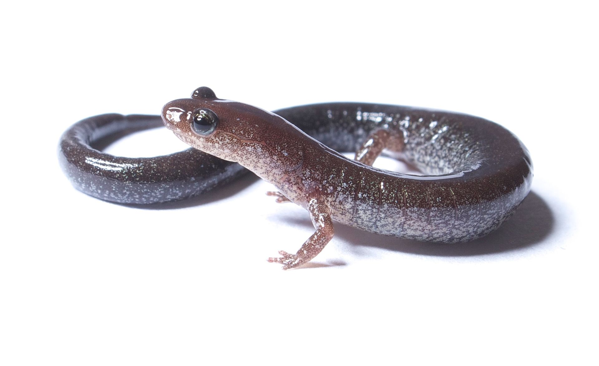 Amphibians | Ye Olde Castle Library